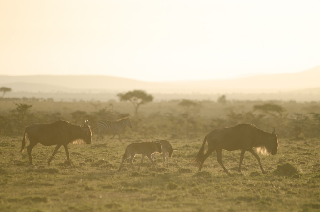 10 things I loved about Kenya - Duff's Suitcase