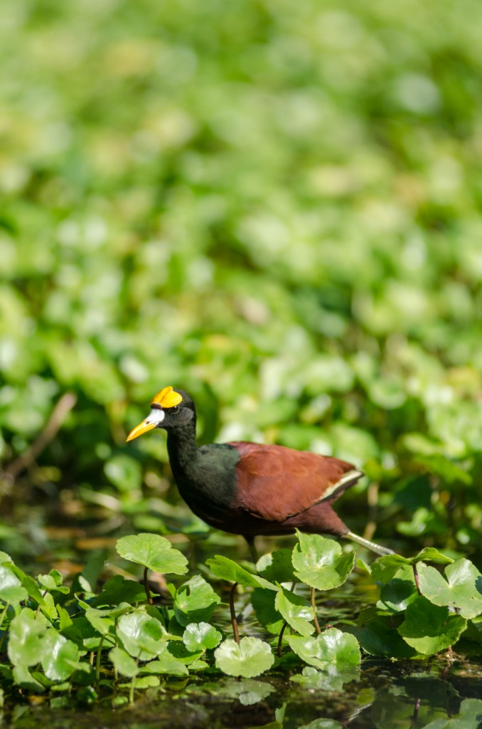 Unplugging Costa Rica - Duff's Suitcase